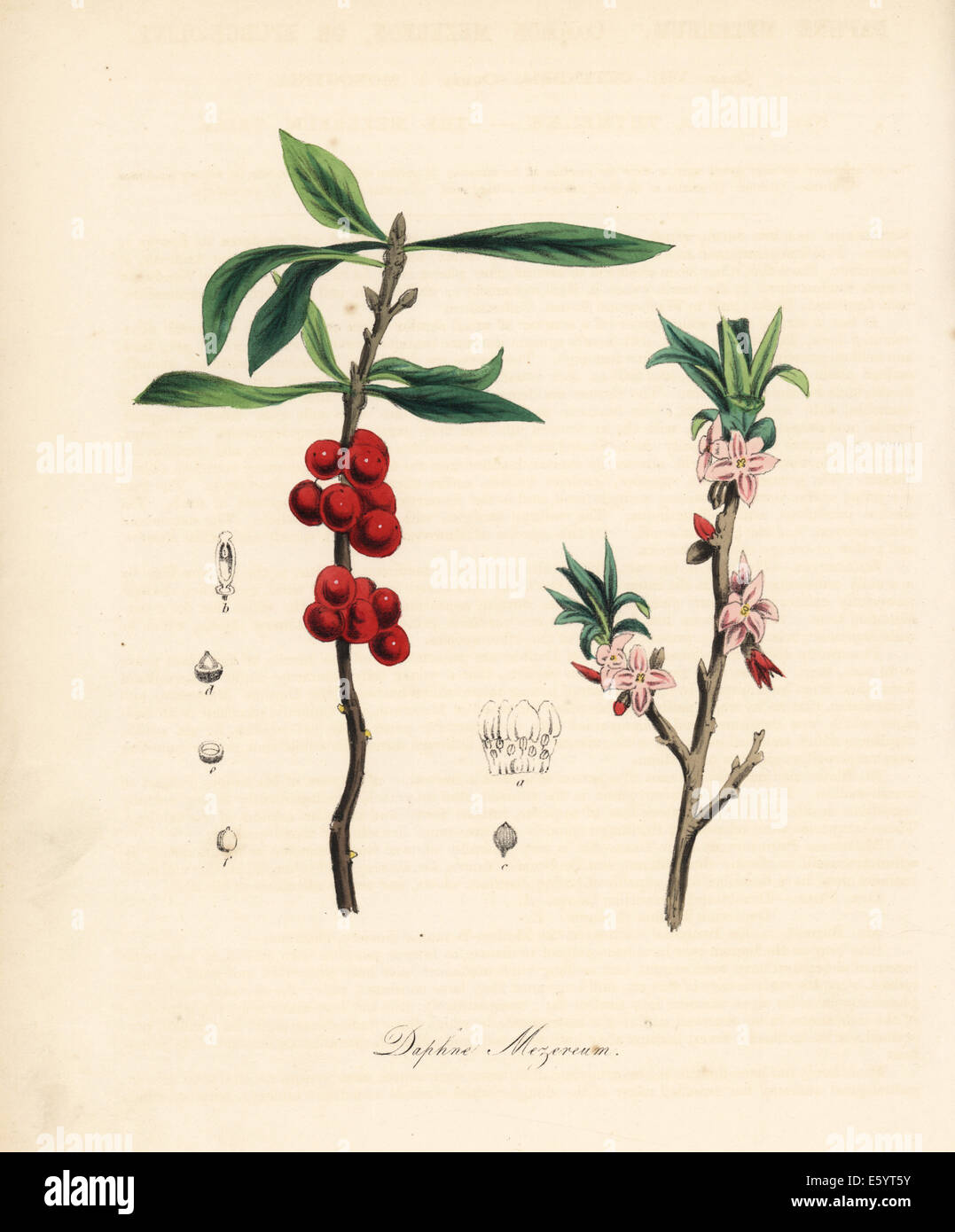 Common mezereon or spurge olive, Daphne mezereum Stock Photo - Alamy