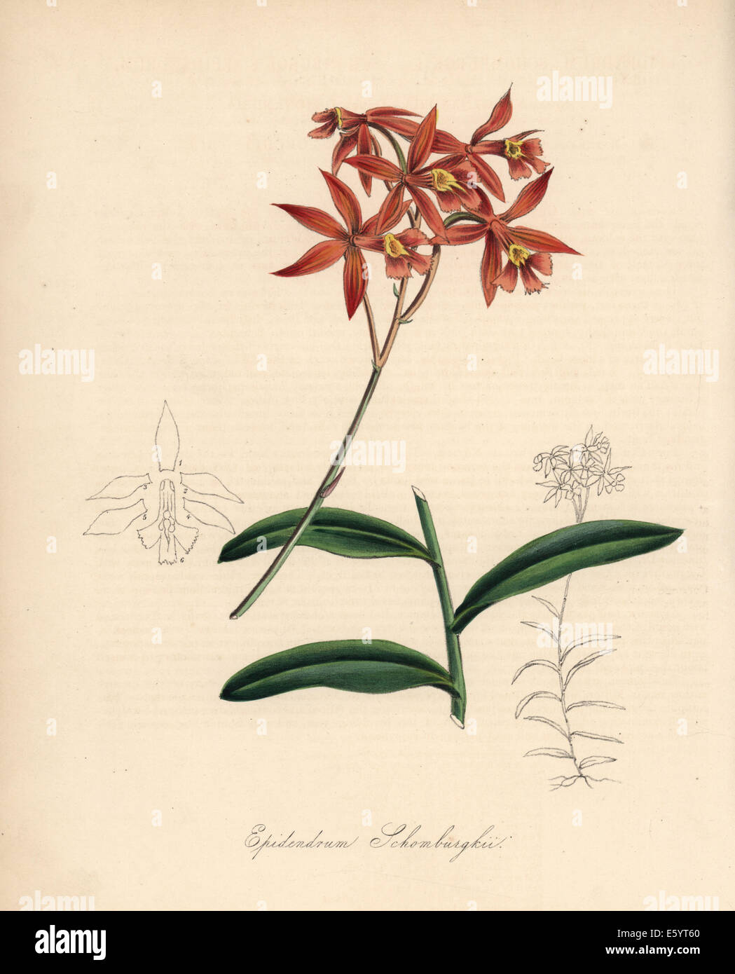 Epidendrum macrocarpum orchid Stock Photo - Alamy