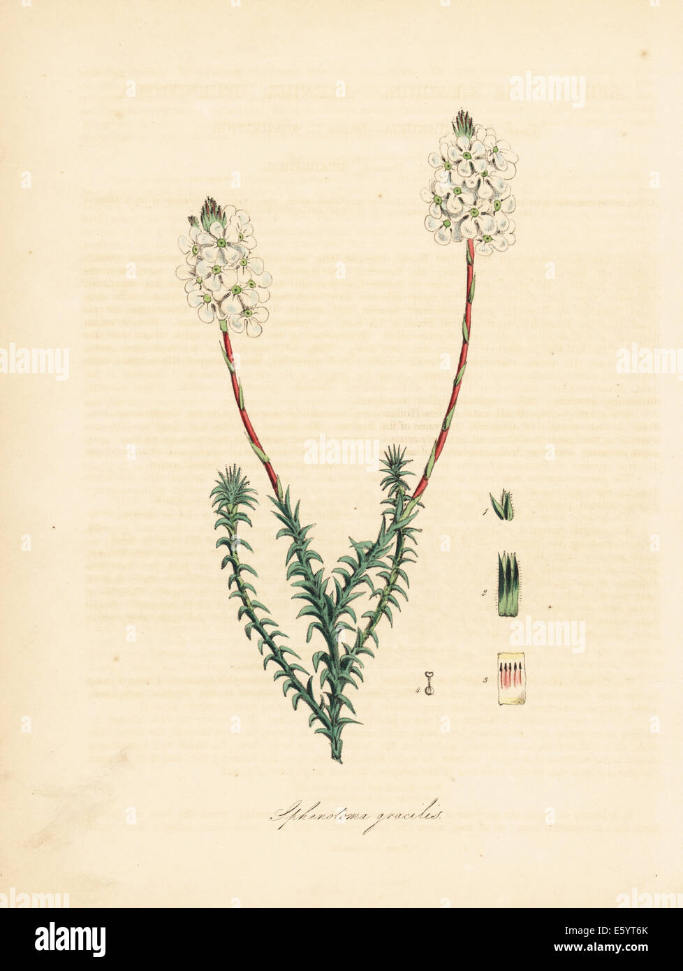 Swamp paper-heath, Sphenotoma gracilis Stock Photo - Alamy