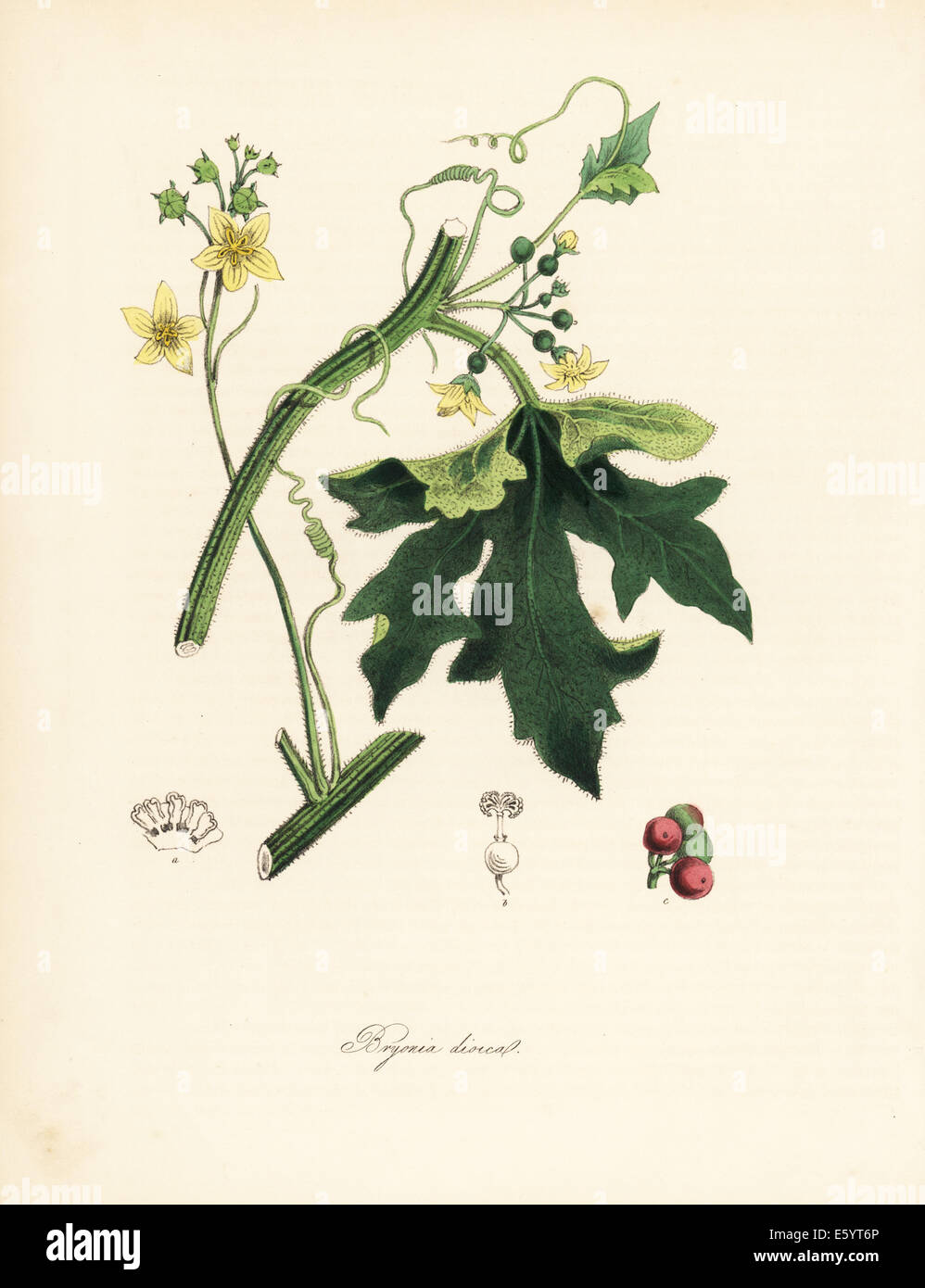 Red bryony, Bryonia dioica Stock Photo - Alamy