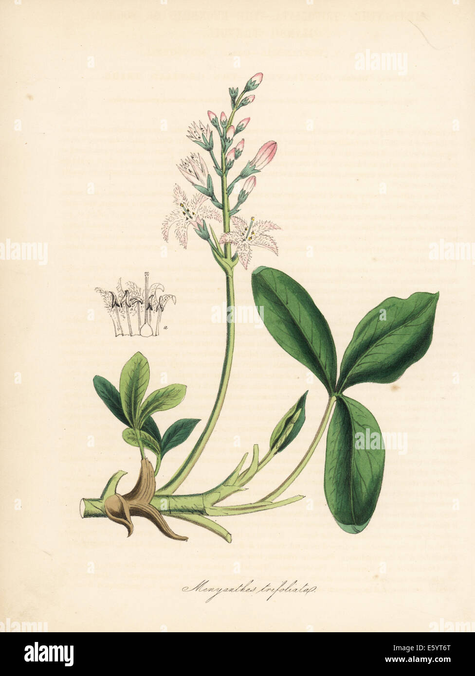 Bog bean, Menyanthes trifoliata Stock Photo - Alamy