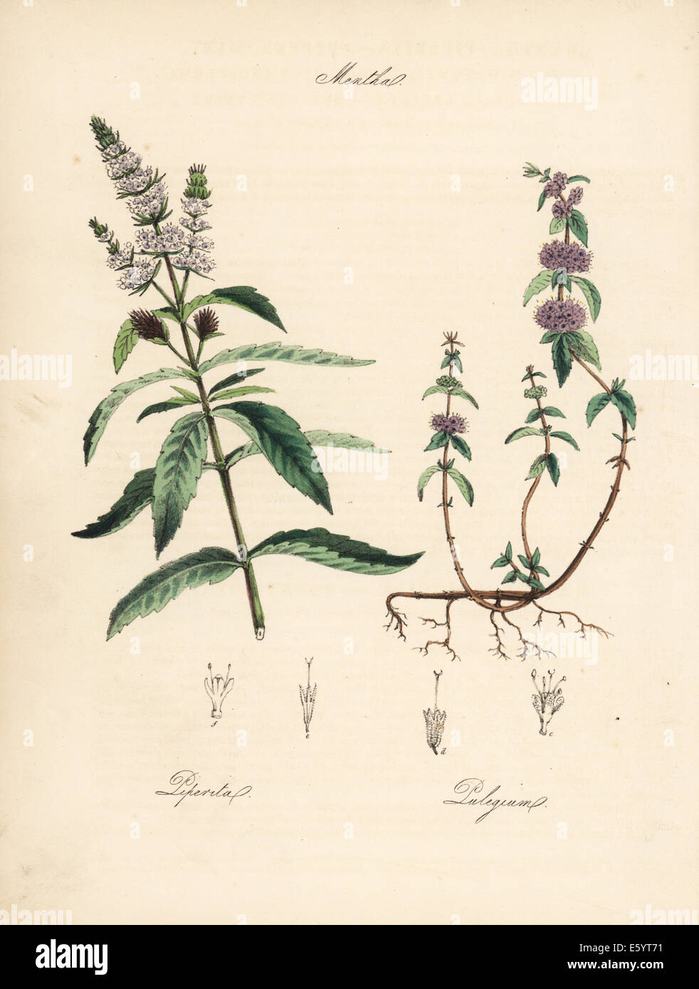 Mentha Piperita Structure