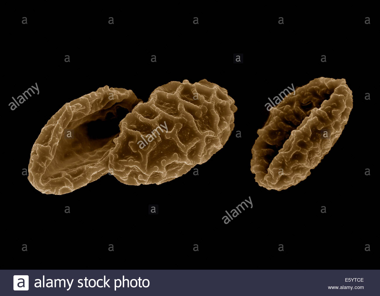 Pollen Grains Stock Photos & Pollen Grains Stock Images - Alamy