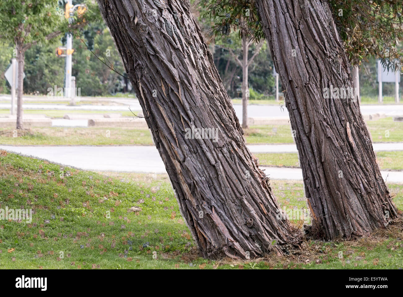Pair of old trees leaning to the east Stock Photo - Alamy