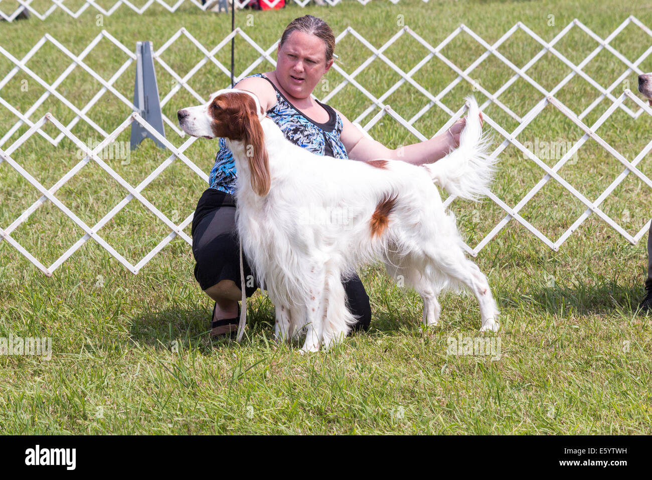 Irish red and white setter hi-res stock photography and images - Alamy