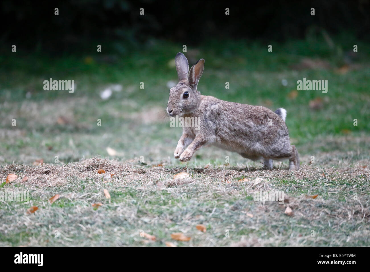 Rabbit Running Stock Photos & Rabbit Running Stock Images - Alamy