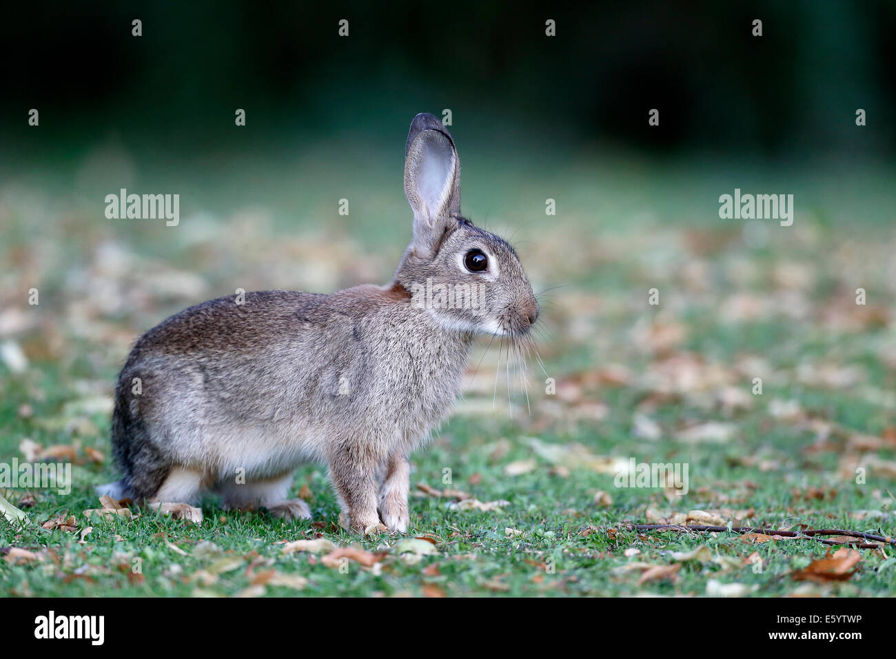 Rabbit, Lepus curpaeums, single mammal on grass, Warwickshire, July ...