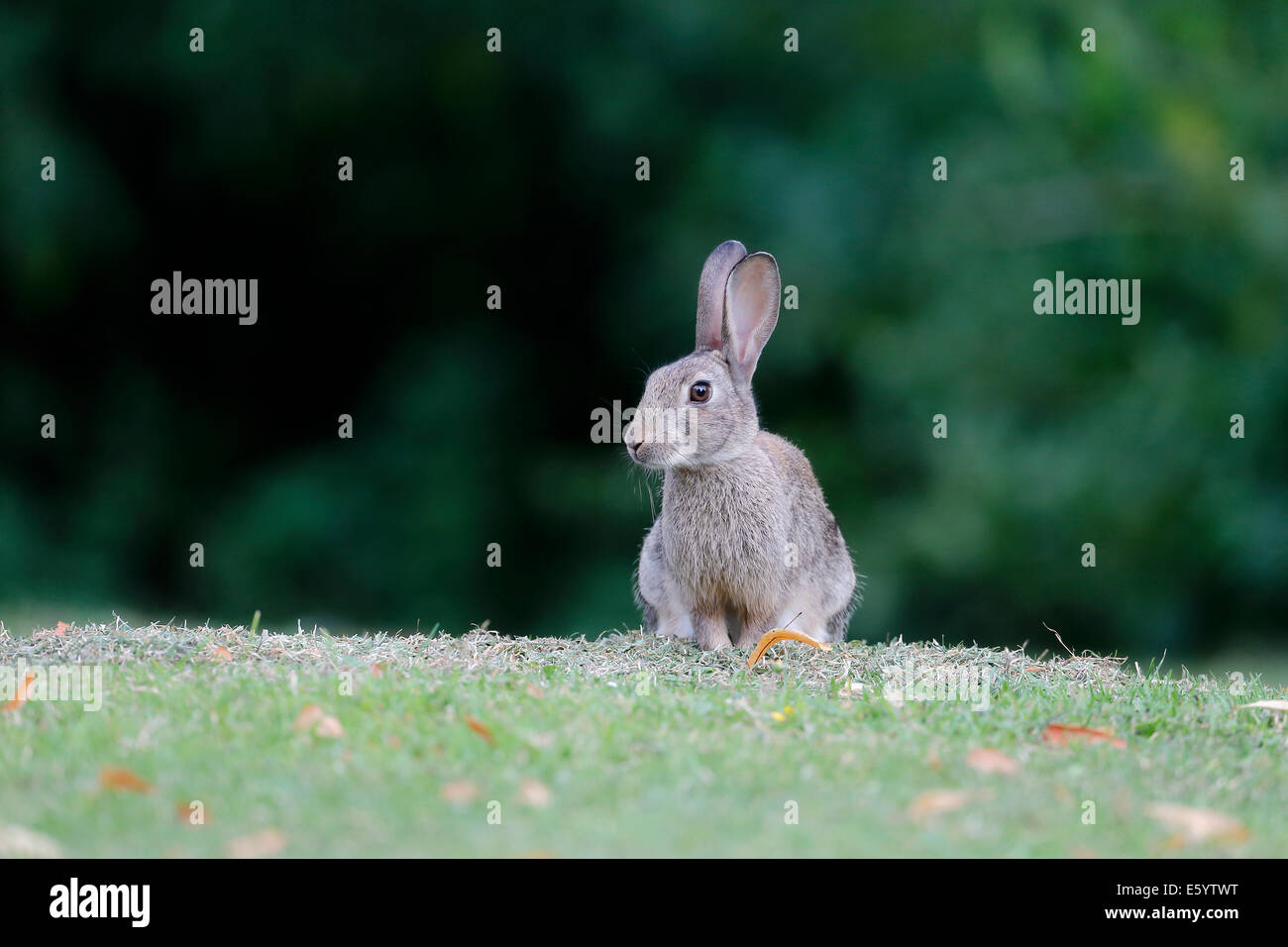 Rabbit, Lepus curpaeums, single mammal on grass, Warwickshire, July ...
