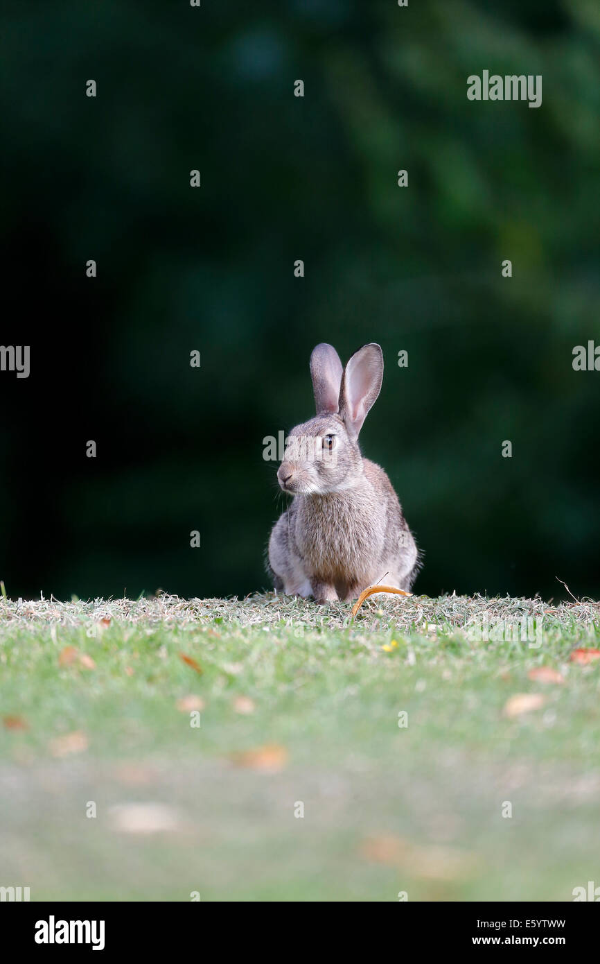 Rabbit, Lepus curpaeums, single mammal on grass, Warwickshire, July ...