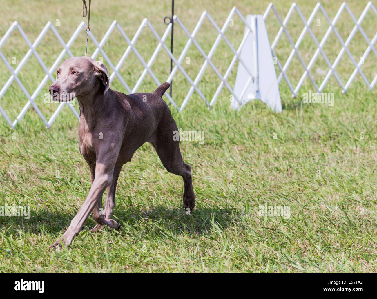 Weimaraner show dog strutting his stuff at an outdoor dog show Stock ...