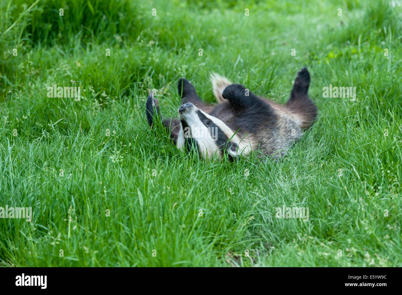 Badger playing and posing in grass Stock Photo - Alamy