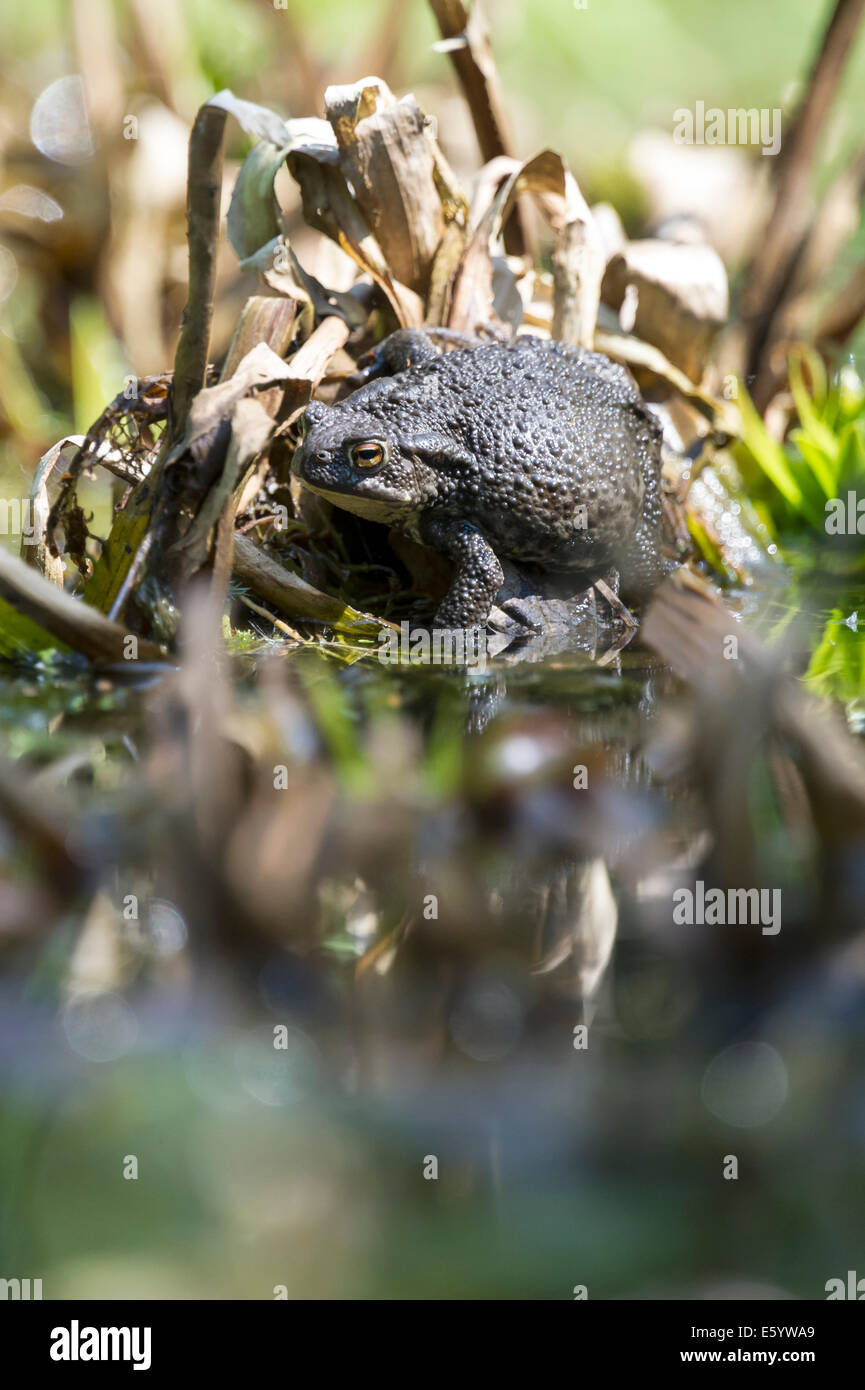 Toad emerging from the water Stock Photo - Alamy