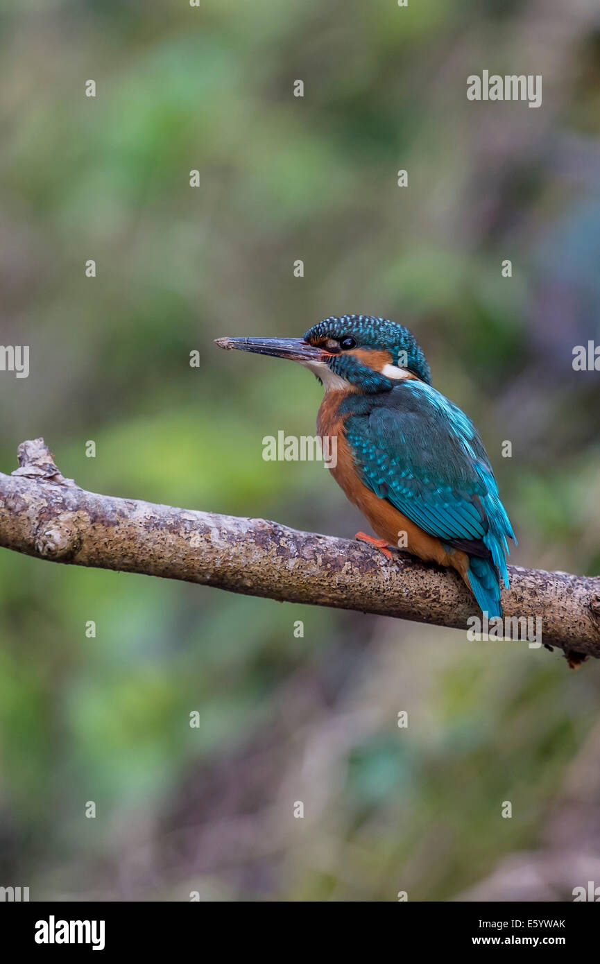 Kingfisher wings hi-res stock photography and images - Alamy