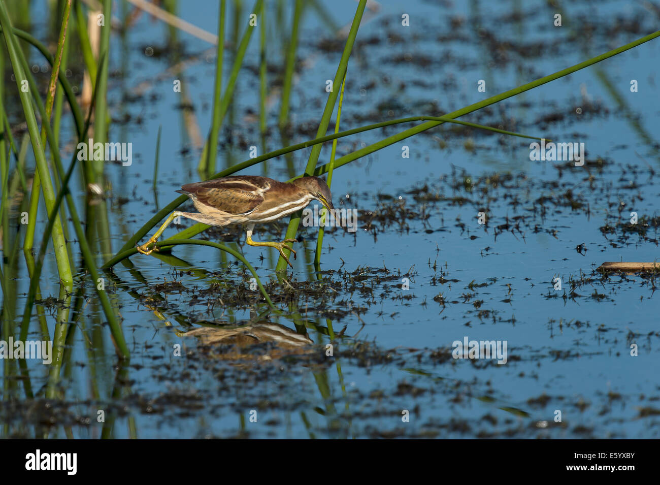 Least Bittern straddling Reeds Stock Photo - Alamy