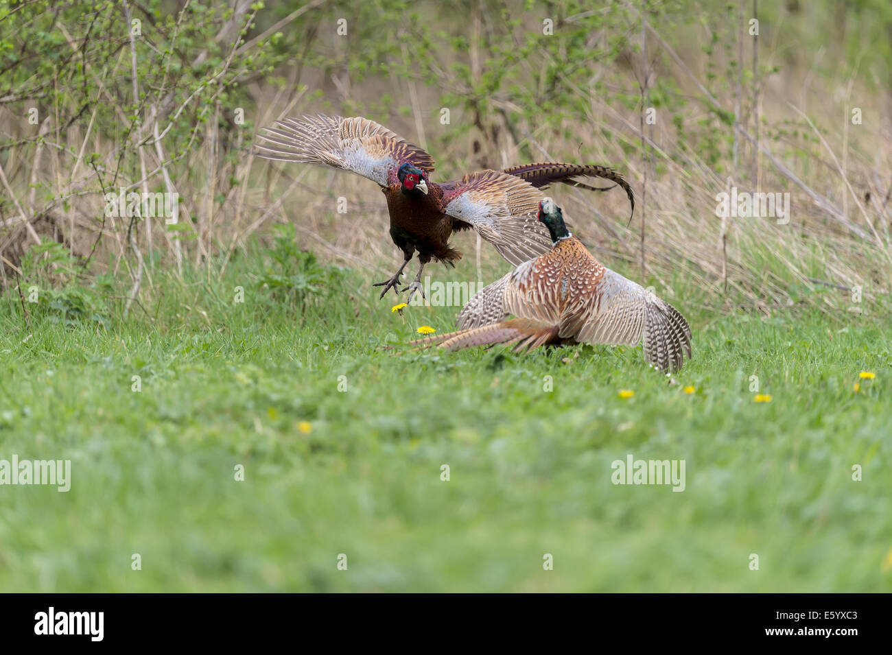 Male and female pheasants hi-res stock photography and images - Alamy