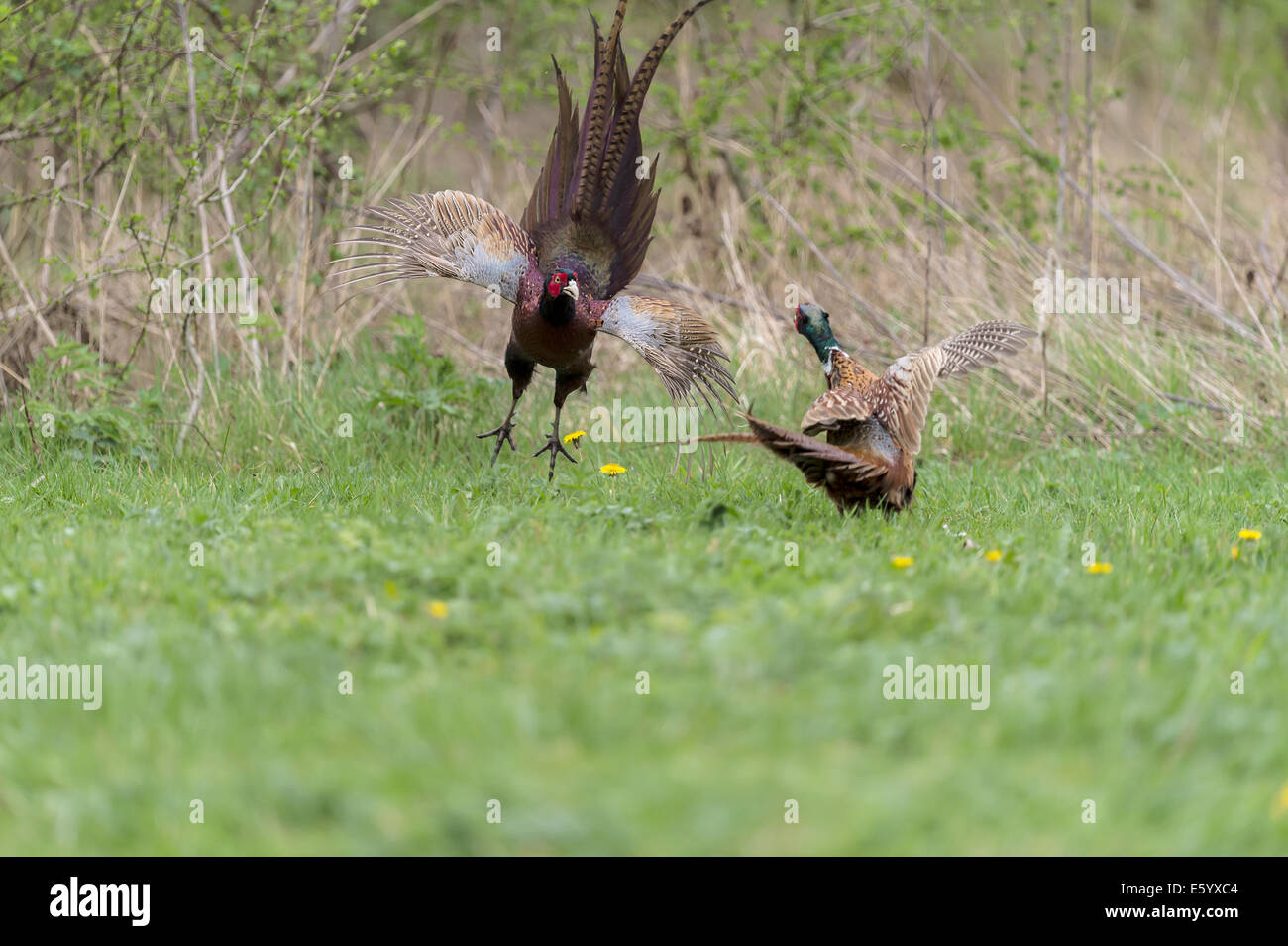 Male pheasants fighting phasianus hi-res stock photography and images - Alamy