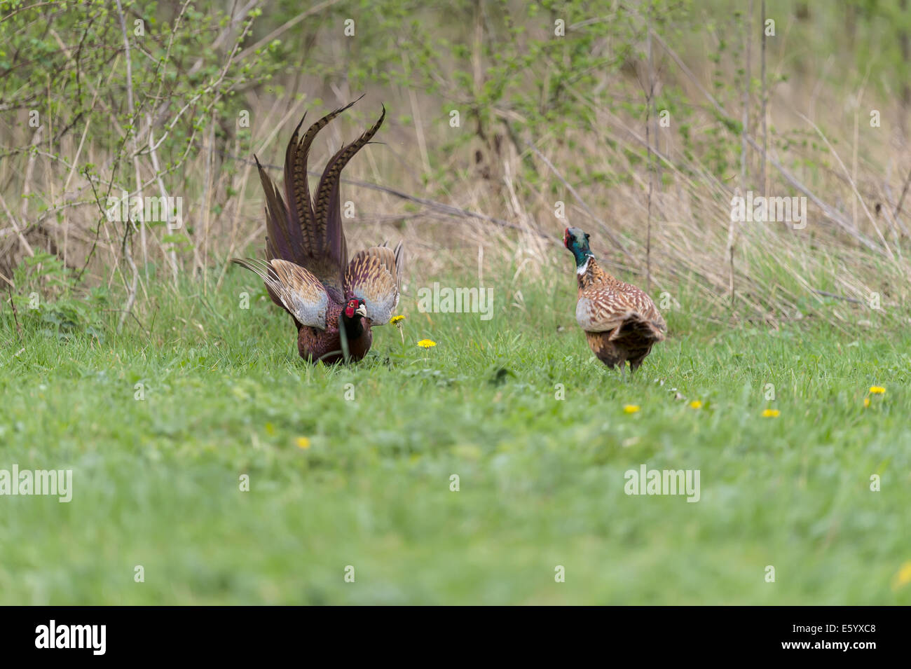 Male And Female Pheasants High Resolution Stock Photography and Images - Alamy