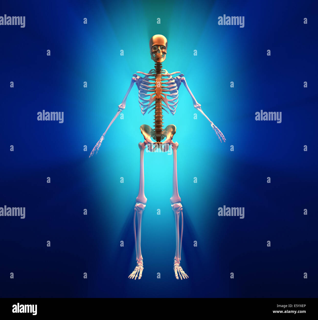 Conceptual image of human skeleton - 3d render Stock Photo - Alamy