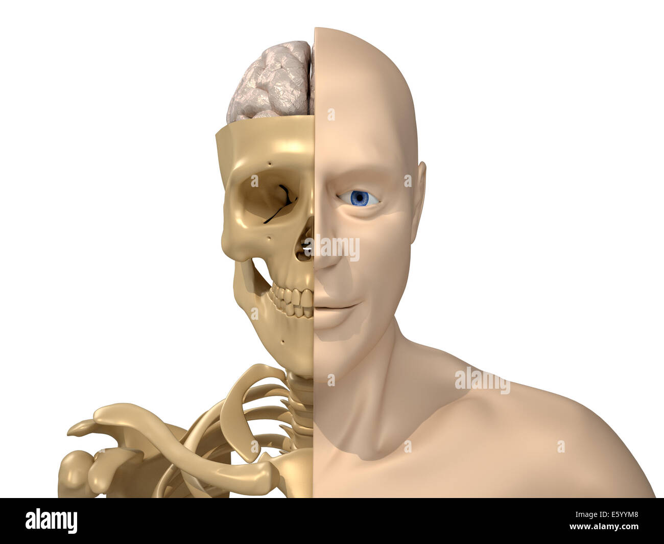 Human body skeleton hi-res stock photography and images - Alamy