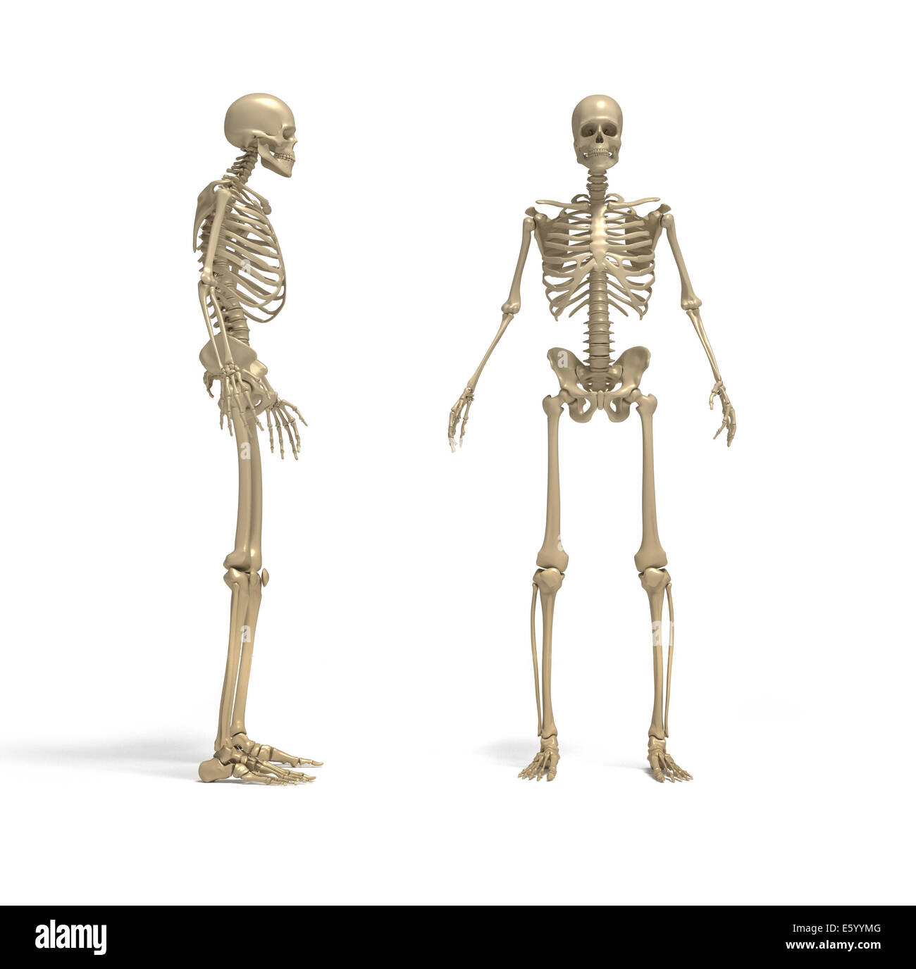 Medical anatomical illustration human skeleton Cut Out Stock Images ...