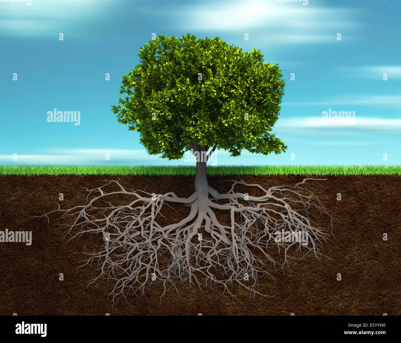 Root of the tree hi-res stock photography and images - Alamy