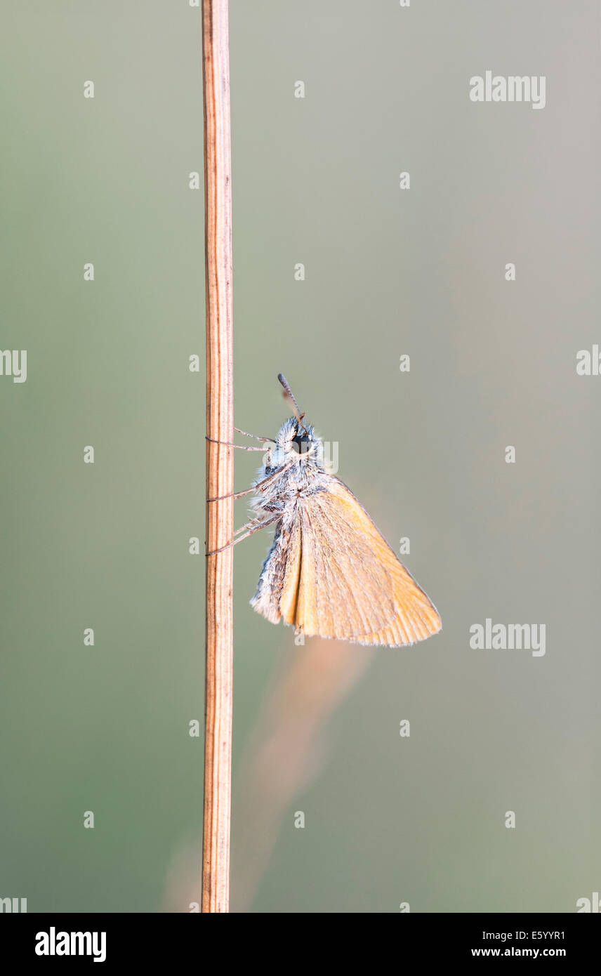 Close up of a small butterfly on a plant or hay straw Stock Photo - Alamy