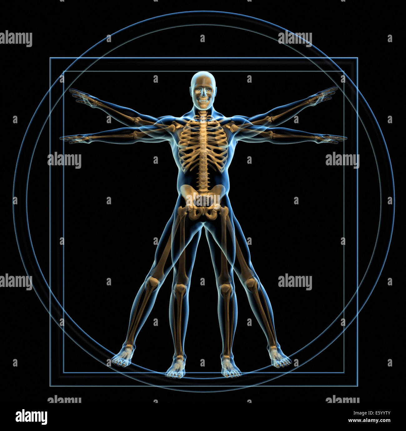 Vitruvian human skeleton hi-res stock photography and images - Alamy