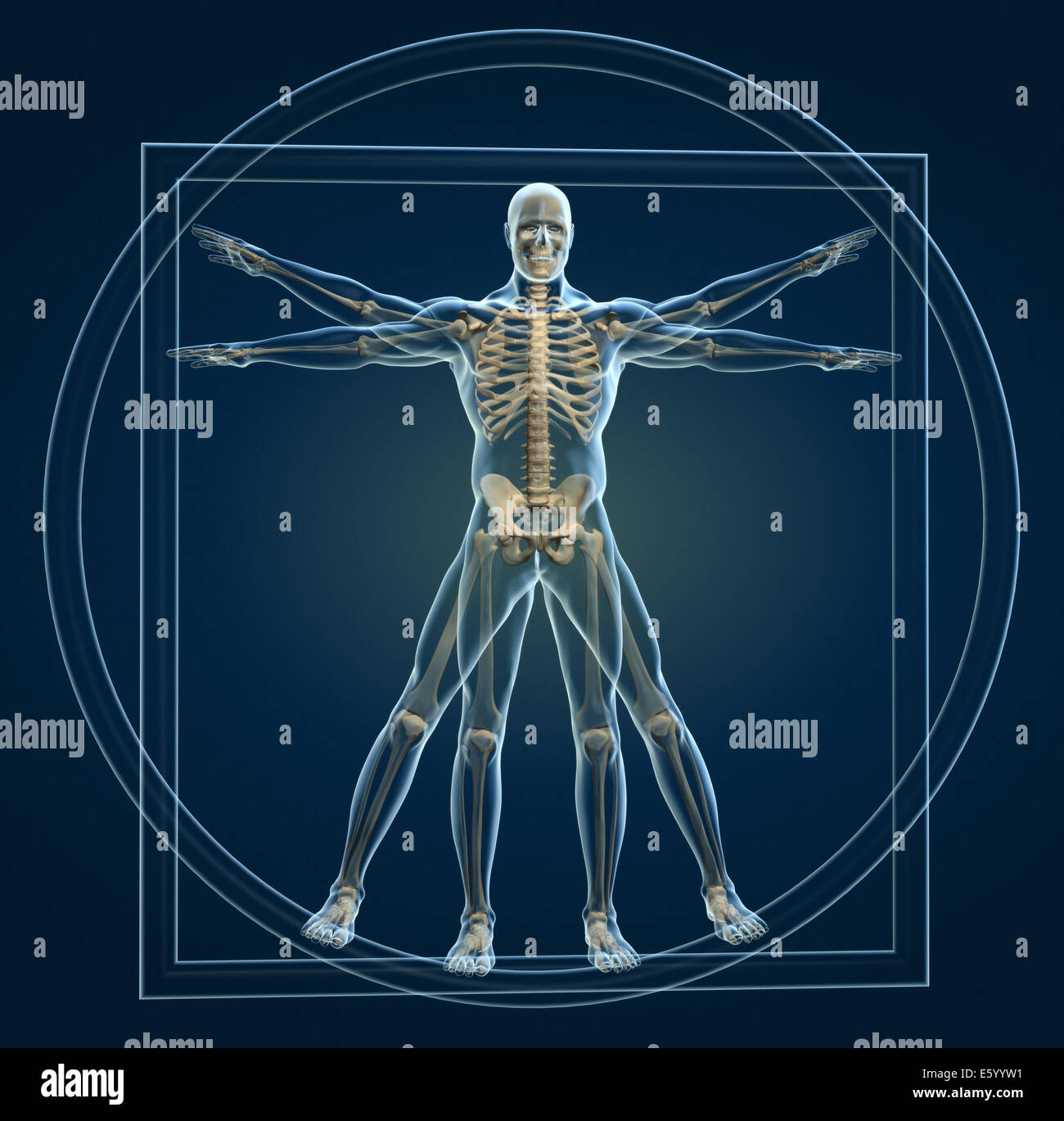 Vitruvian man anatomy hi-res stock photography and images - Alamy
