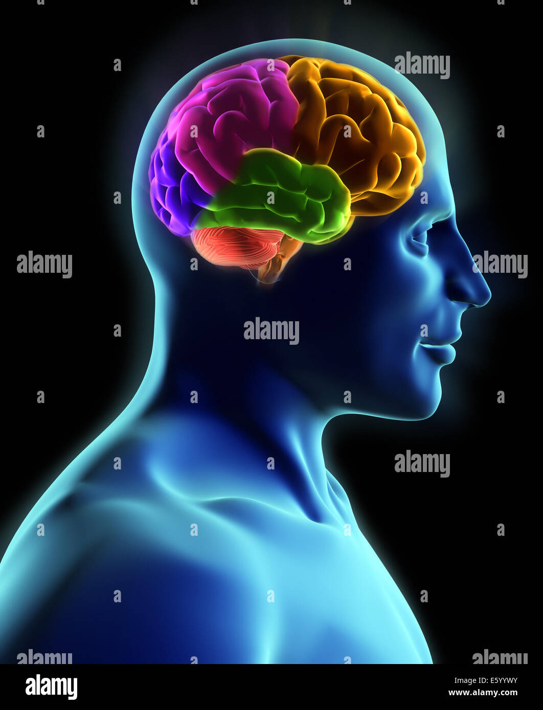 3d x rays anatomy hi-res stock photography and images - Alamy