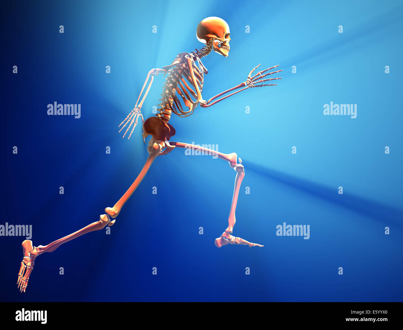 Human Skeleton Bones Blue High Resolution Stock Photography and Images ...