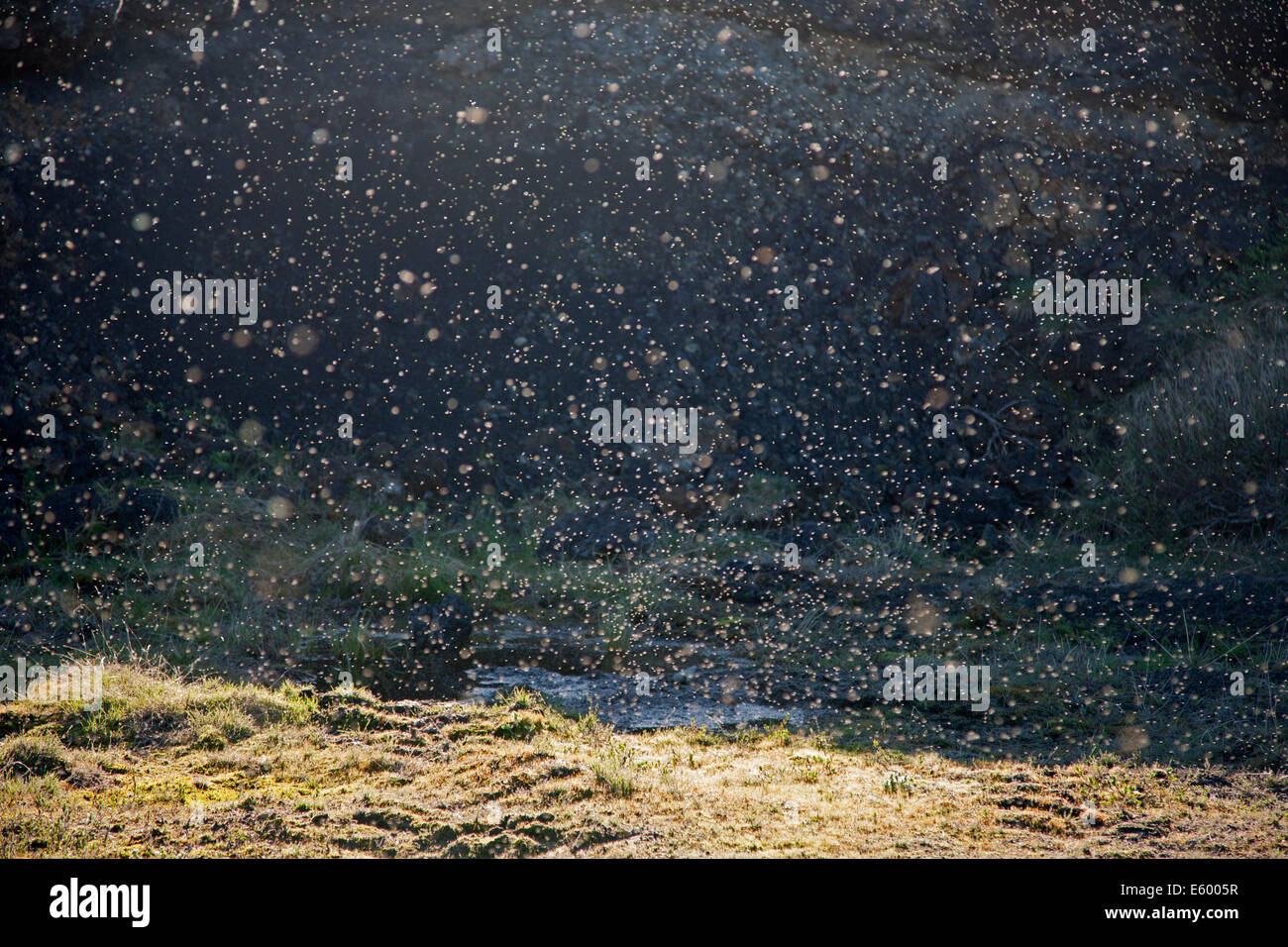 Midges Swarming Tanytarsus Gracilentus Lake High Resolution Stock ...