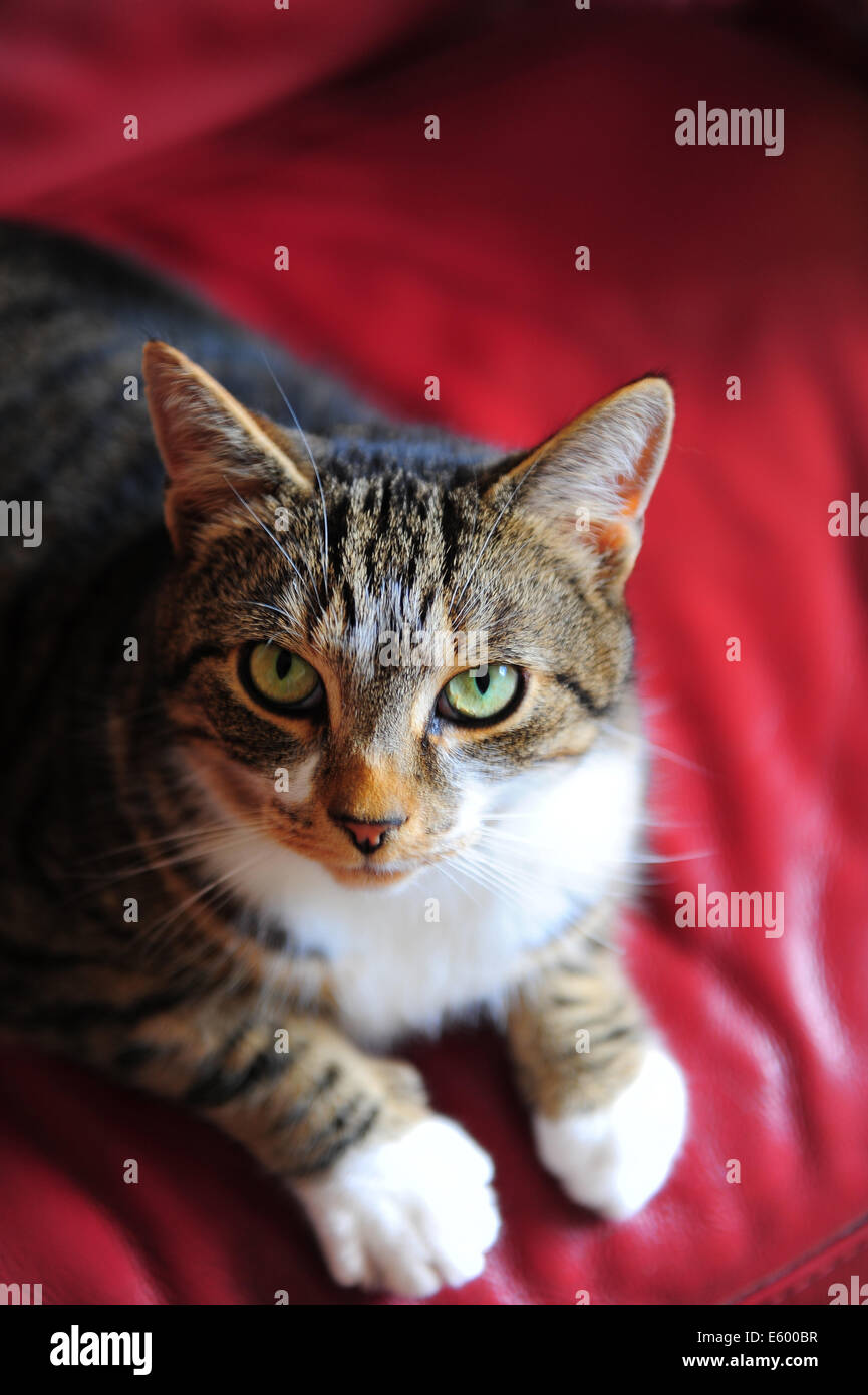 Cat fancy hi-res stock photography and images - Alamy