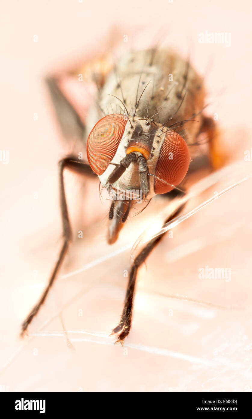 A fly with red eyes Cut Out Stock Images & Pictures - Alamy