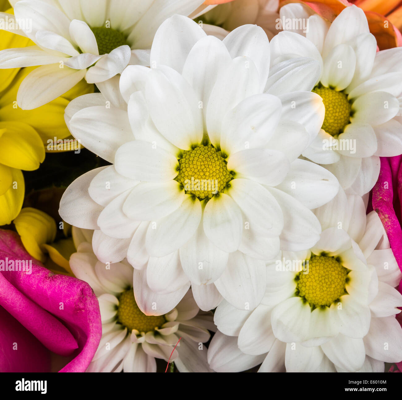 Flowers garden different background hi-res stock photography and images ...