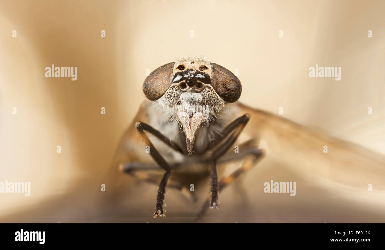 Horse fly face hi-res stock photography and images - Alamy