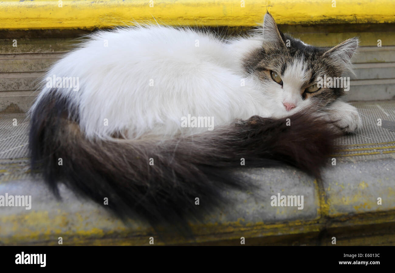 Young street cat on hi-res stock photography and images - Alamy