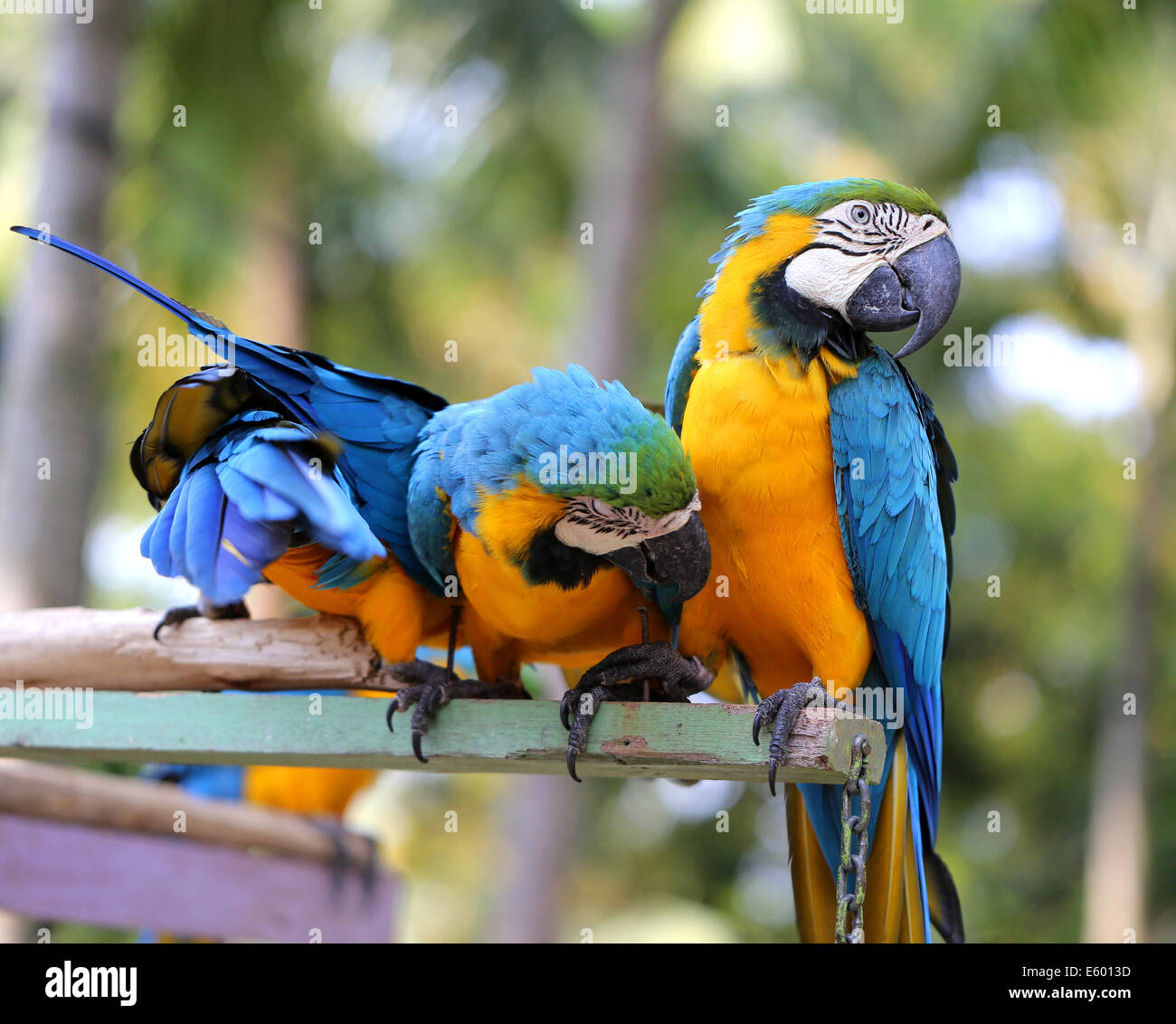 Beautiful colorful macaw parrots on a large branch Stock Photo - Alamy