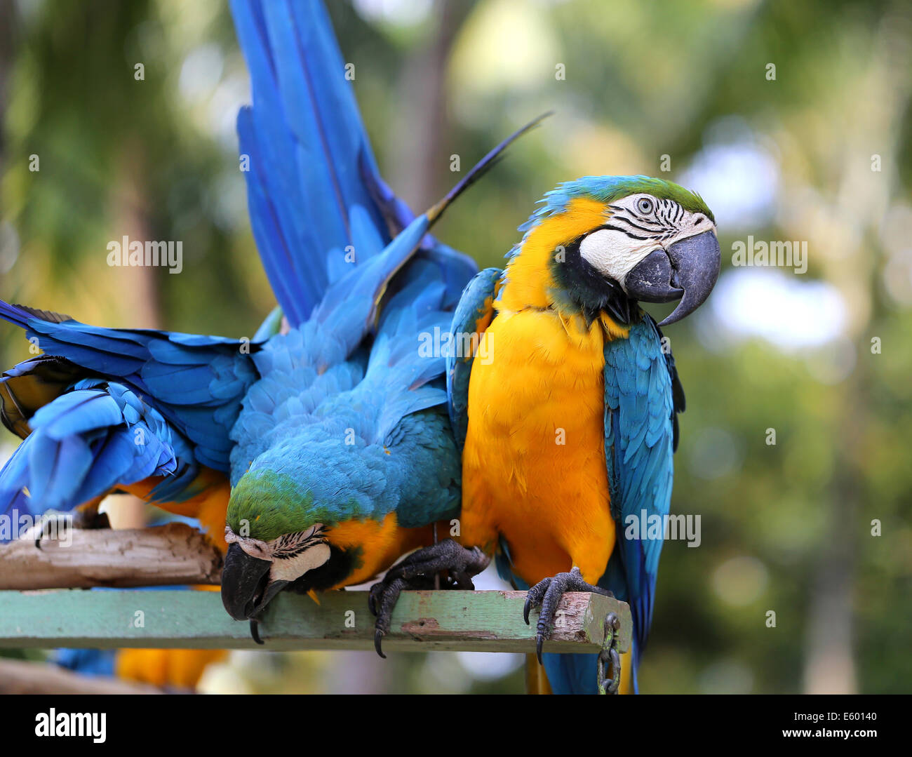 Beautiful colorful macaw parrots on a large branch Stock Photo - Alamy