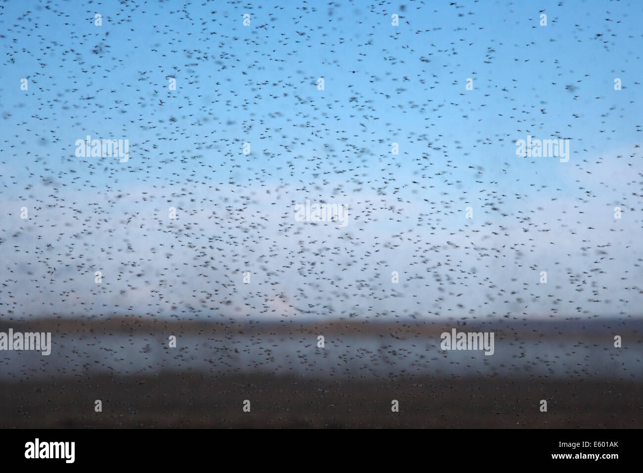 Midges Swarming Tanytarsus Gracilentus Lake High Resolution Stock ...