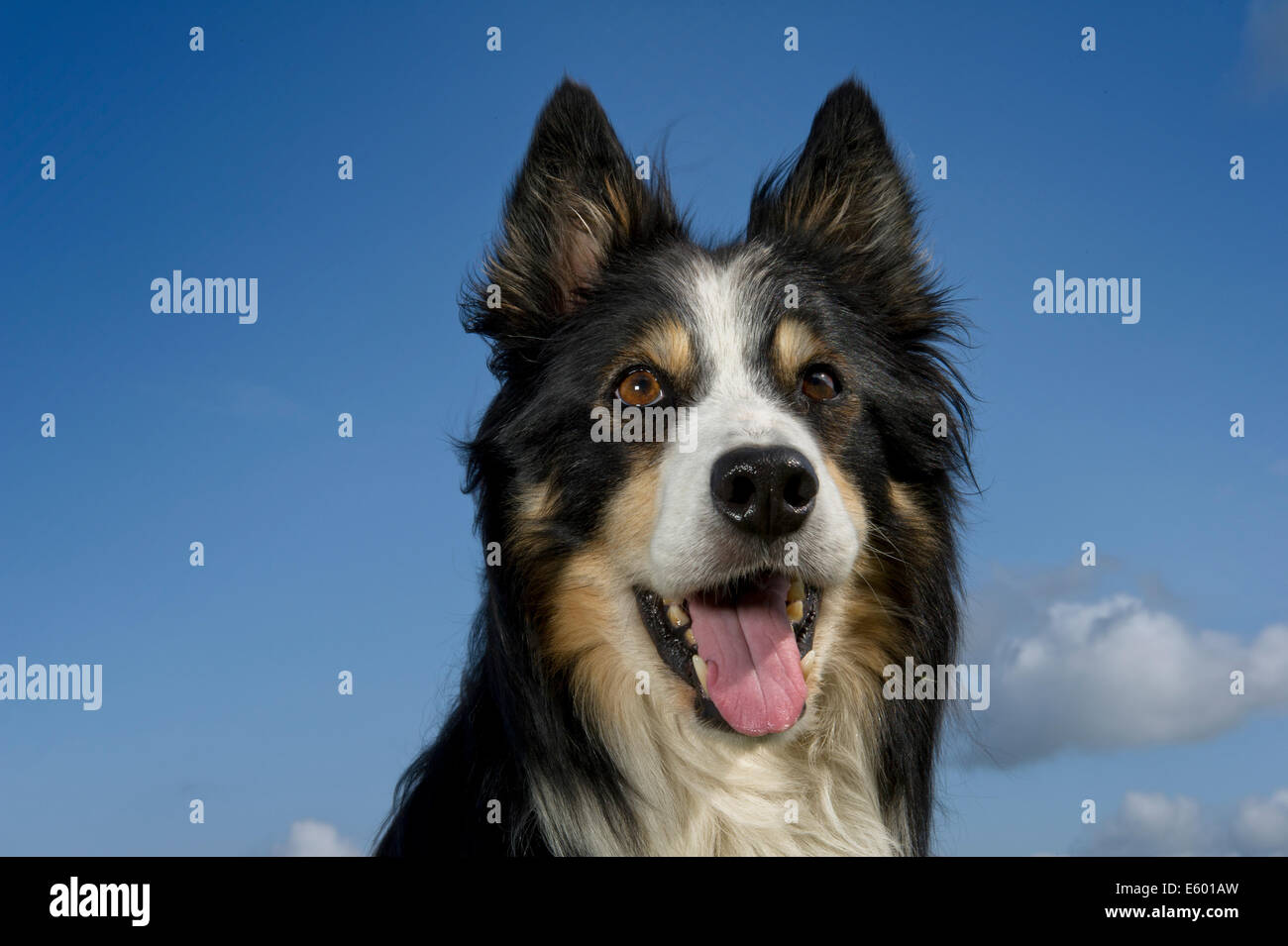 Shepherd uk farming devon hi-res stock photography and images - Alamy