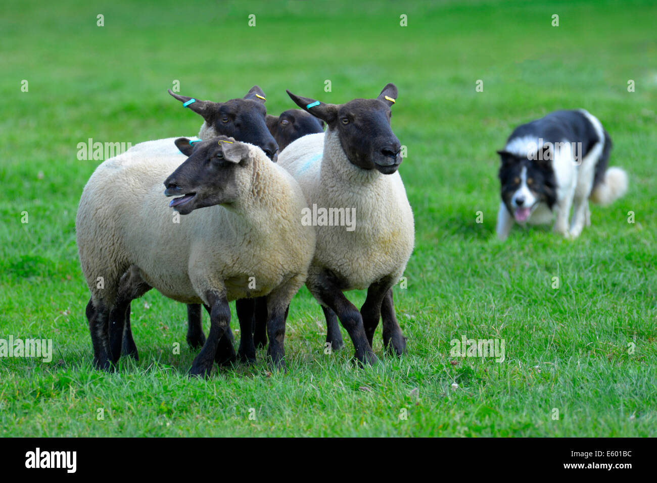 Sheepdog trials hi-res stock photography and images - Alamy