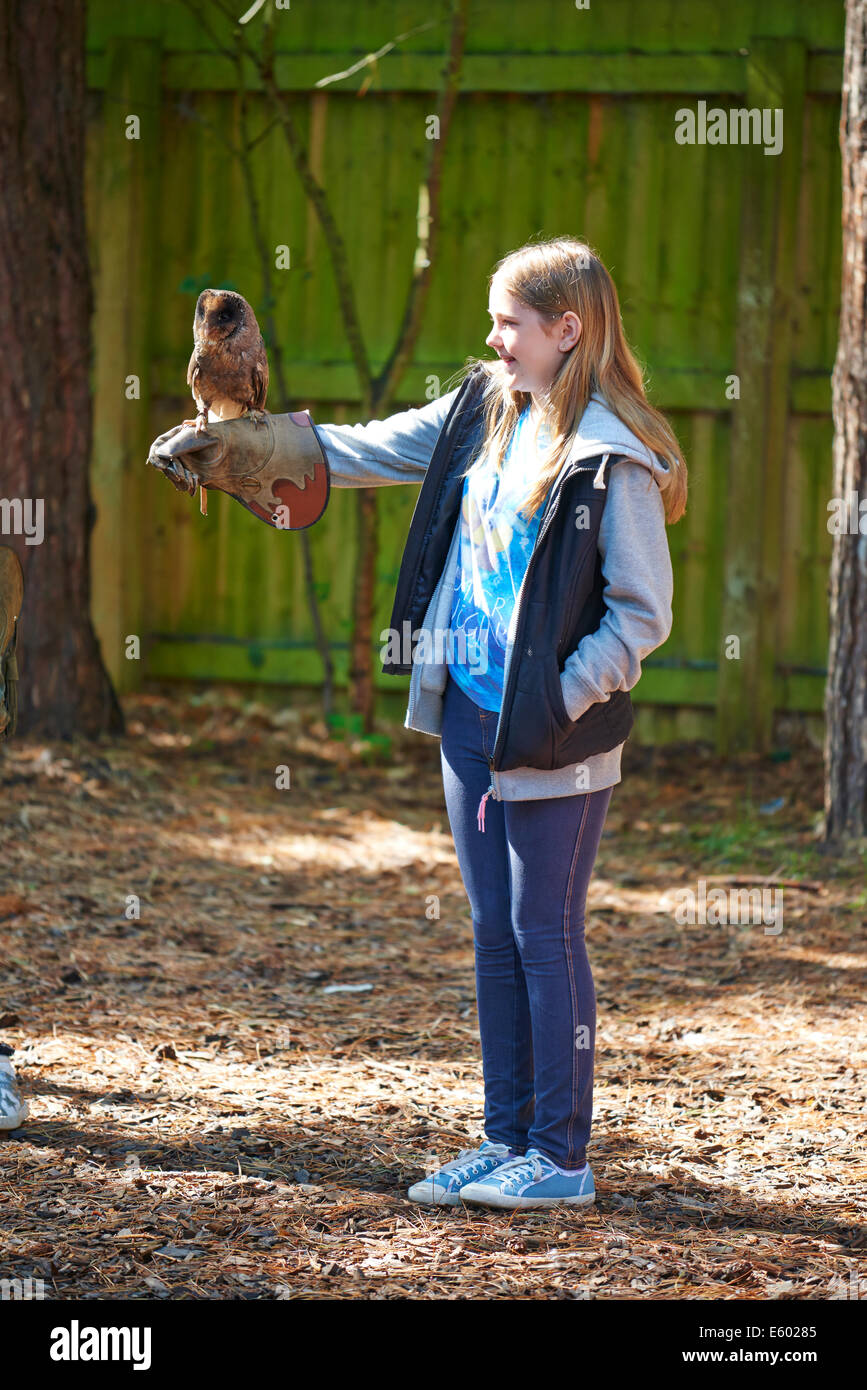 Young Girl With A Melanistic Tawny Owl On A Falconry Experience Center ...