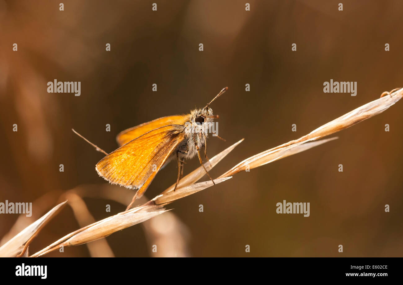 Little orange or brown butterfly sit on a plant straw Stock Photo - Alamy