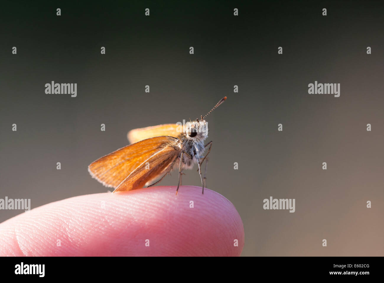 Finger with wings hi-res stock photography and images - Alamy