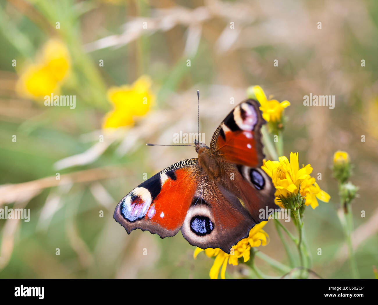 Big Butterfly Stock Photos & Big Butterfly Stock Images - Alamy