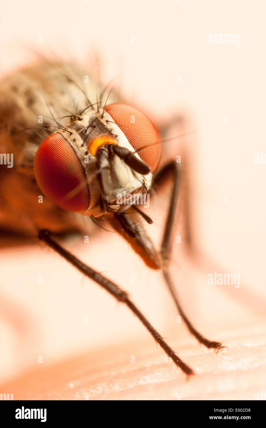Portrait of a fly with red eyes Stock Photo - Alamy