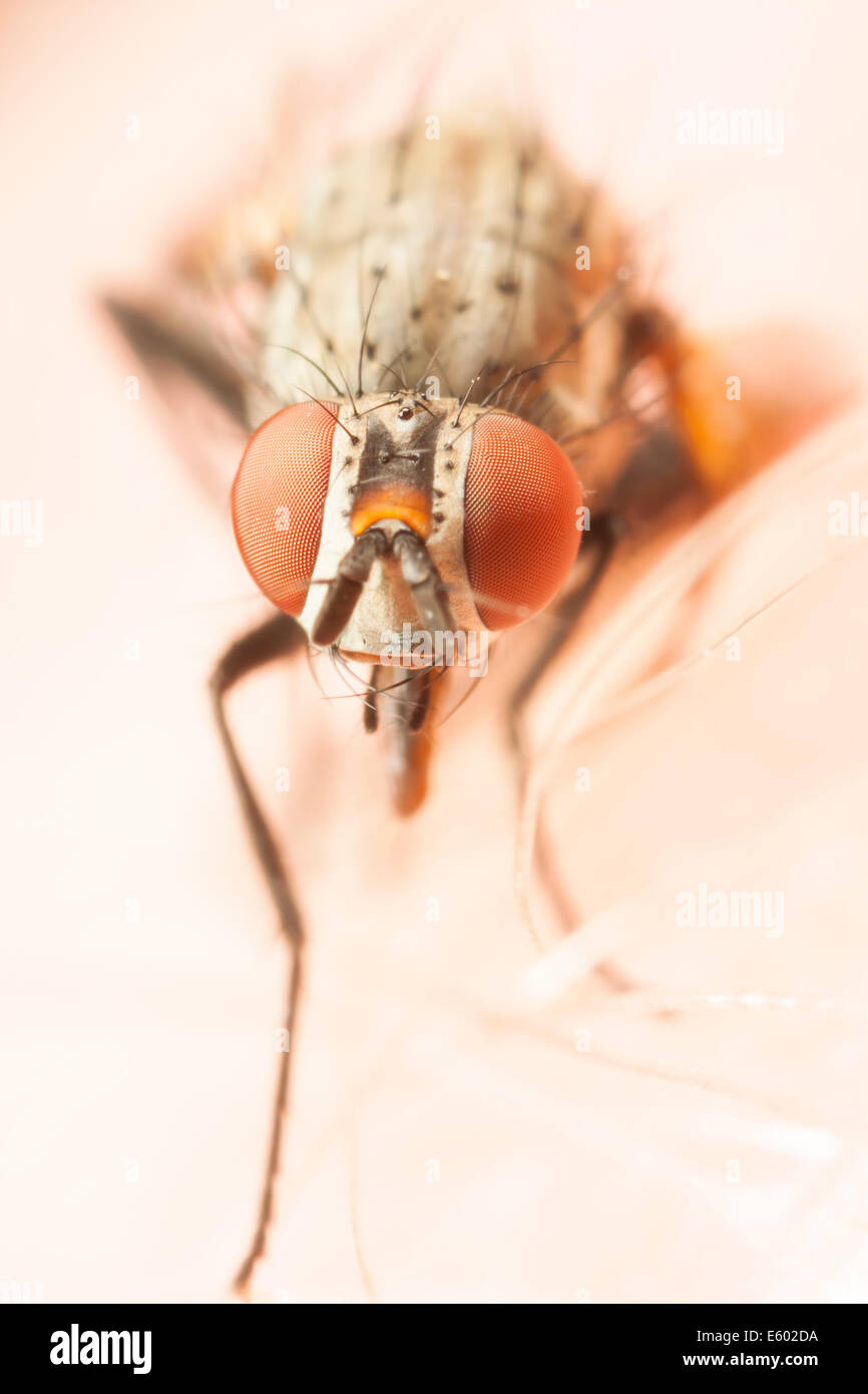 Portrait of a fly with red eyes Stock Photo - Alamy