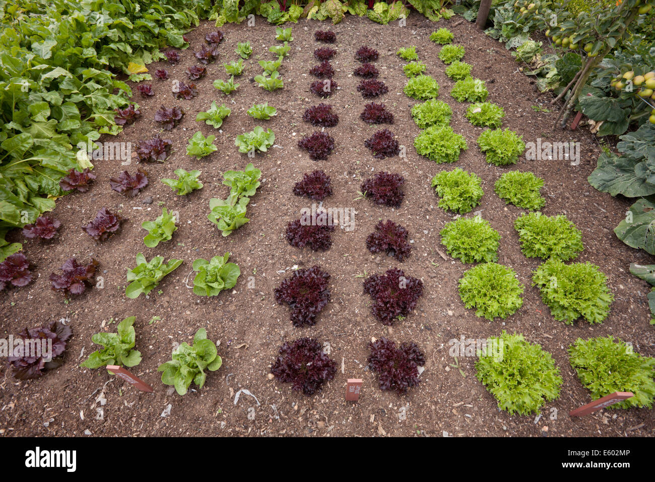 Lettuce rows growing in a kitchen garden - both red and green varieties ...