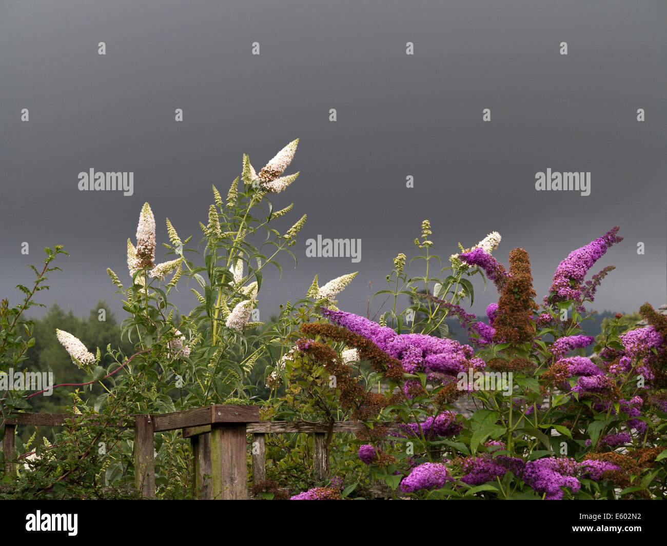 The dark sky of an approaching storm seen over a garden hedge of ...