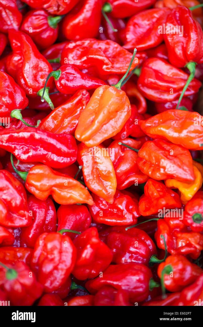 Dorset naga hi-res stock photography and images - Alamy
